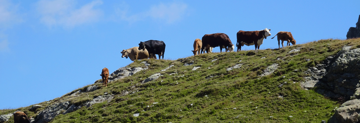Ils Lejins | wanderstutz.ch