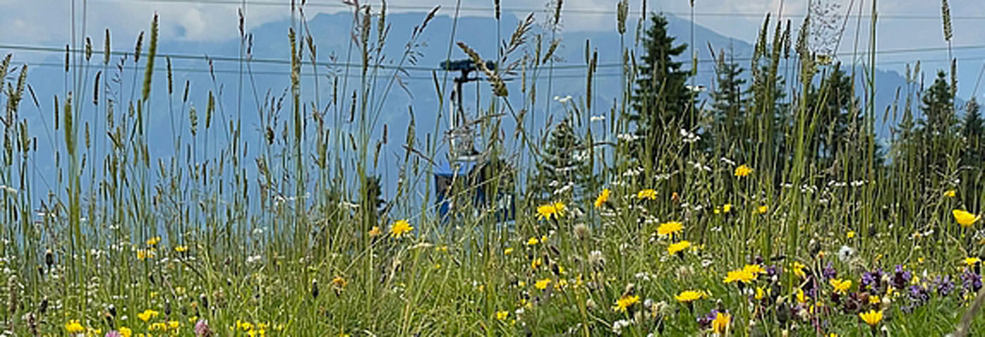 Musenalp - Klewenalp | wanderstutz.ch